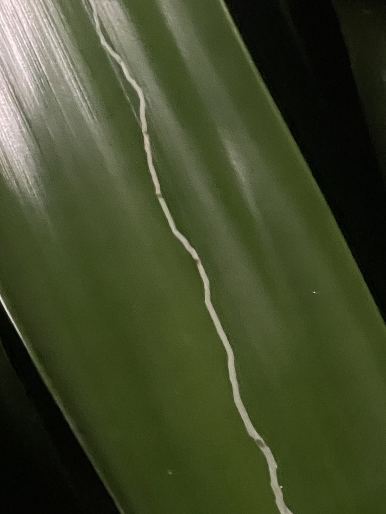 Insects from Santa Marta, Magdalena, Colombia on March 3, 2025 at 09:55 ...