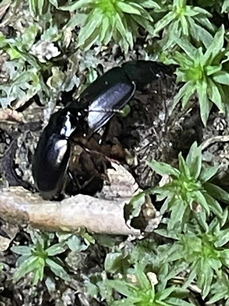 Beetles from Santa Marta, Magdalena, Colombia on March 3, 2025 at 09:56 ...