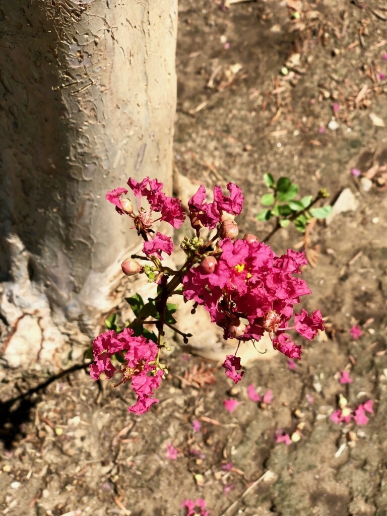 Crape-myrtle by April Stoddard Farkas · iNaturalist