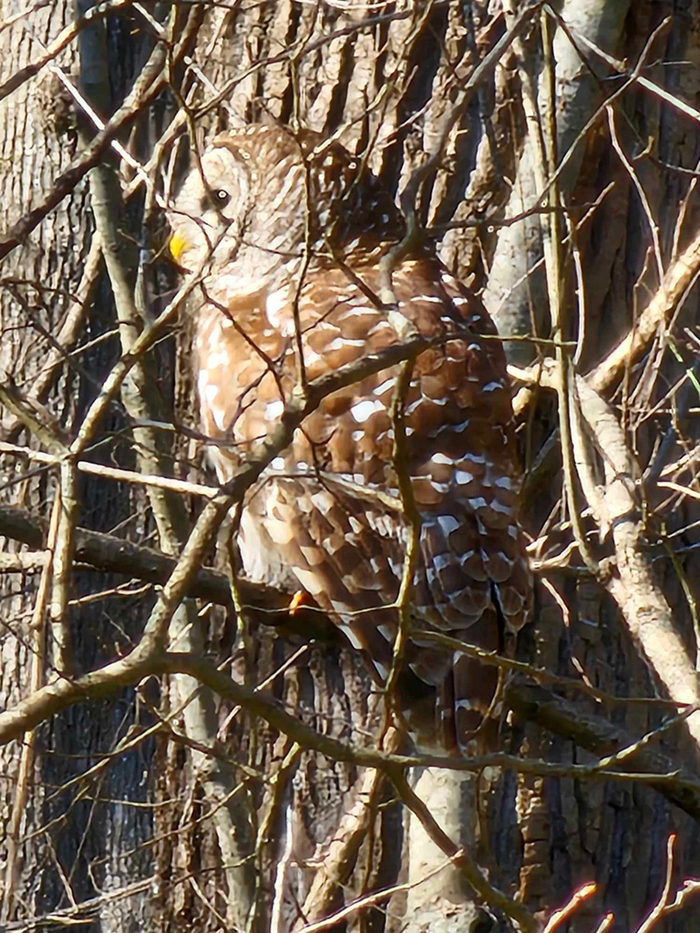 Barred Owl in March 2025 by Dylan Beck. Who cooks for who? · iNaturalist