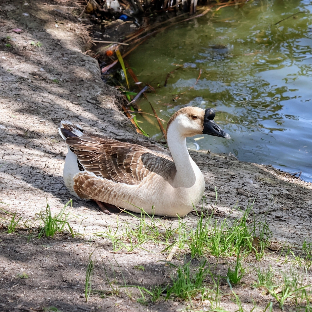 Domestic Swan Goose from Woodlawn Lake, San Antonio, TX, USA on March ...