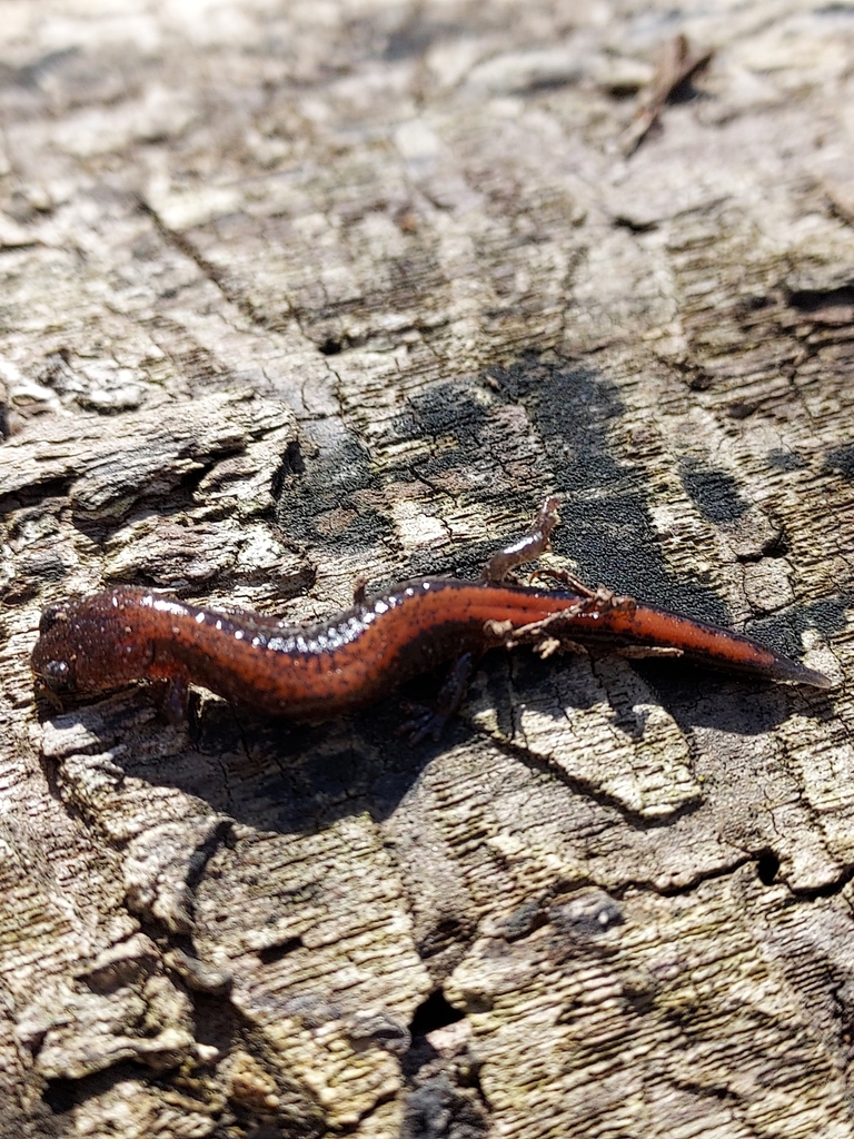 Eastern Red-backed Salamander from Orange County, US-NC, US on March 22 ...