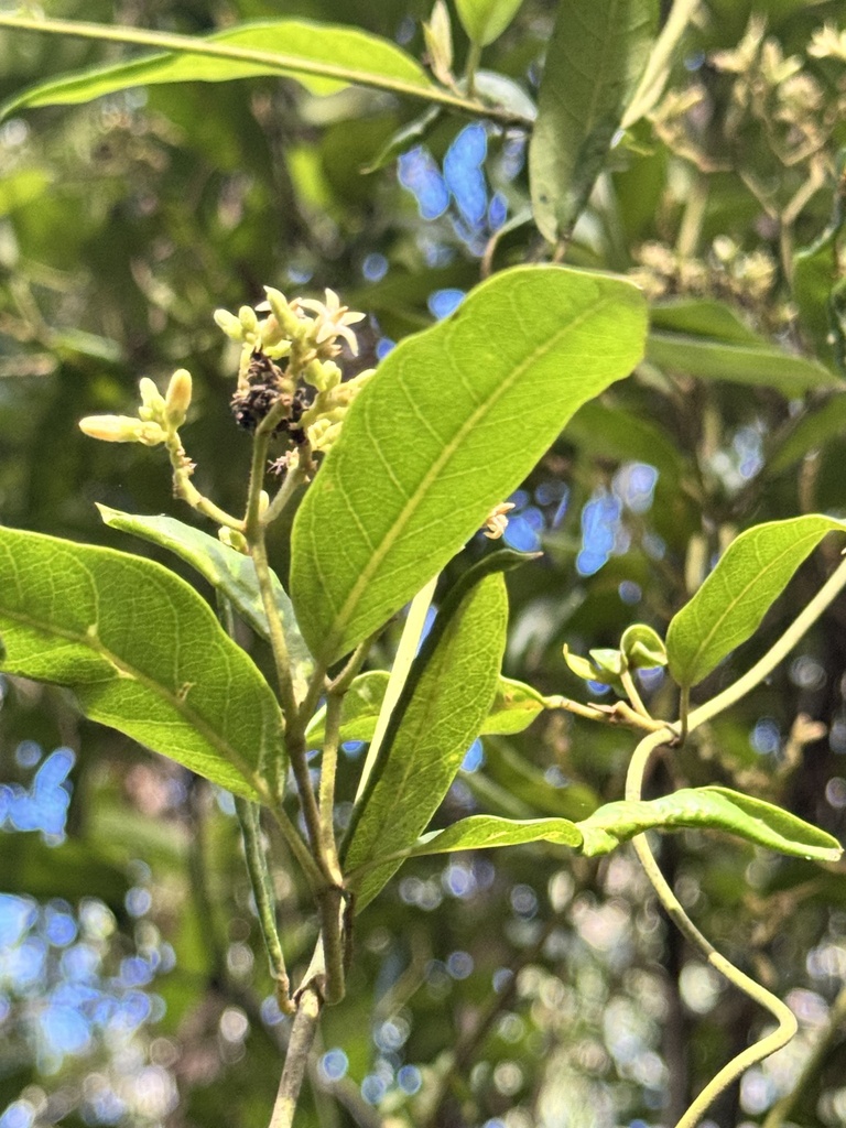 Northern Silkpod from Booyal, QLD, AU on March 21, 2025 at 08:01 AM by ...