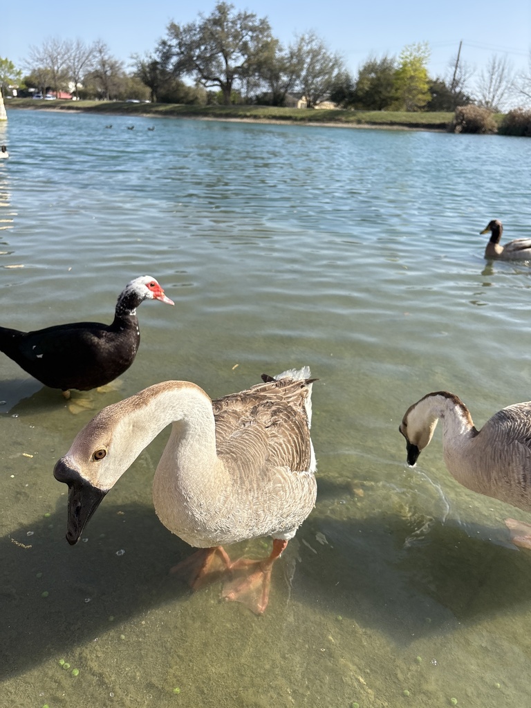 Domestic Swan Goose from Galleria Cir, Bee Cave, TX, US on March 22 ...