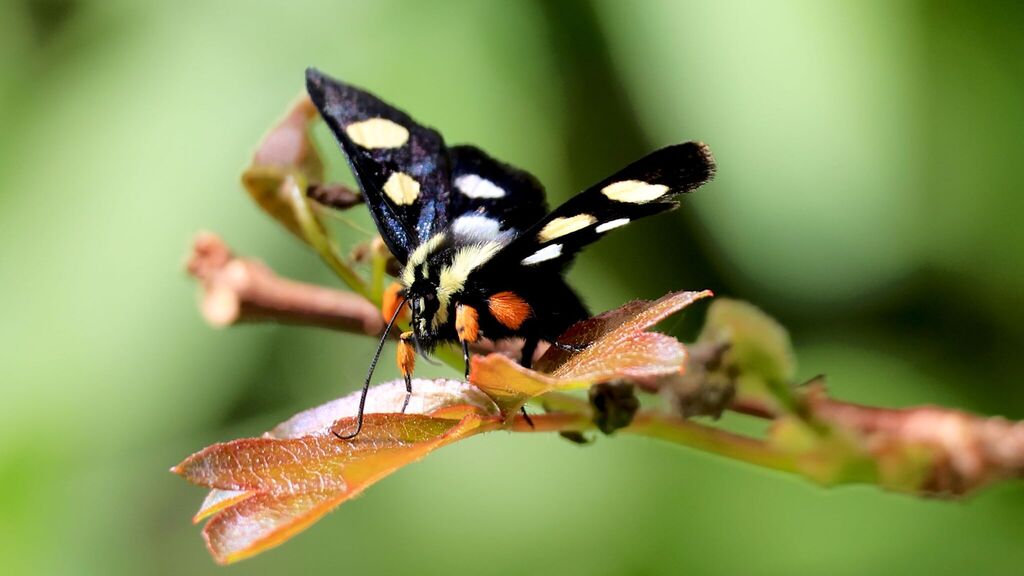Eight-spotted Forester Moth from Pasadena, TX, USA on March 22, 2025 at ...