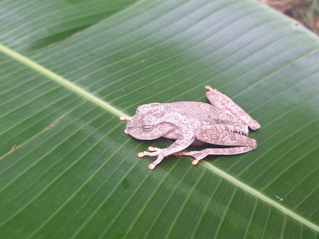 Rana Platanera de Ojos Pálidos desde GP34+53, Ibagué, Tolima, Colombia ...