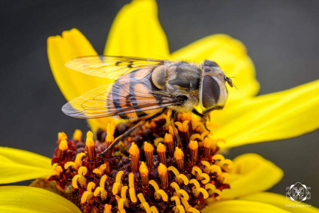 Yellow-spotted Bromeliad Fly from Del Mar Heights, San Diego, CA 92014 ...