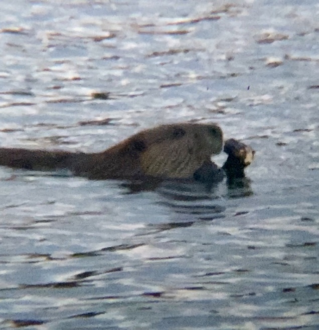 American Beaver from Marlton, NJ, US on March 22, 2025 at 06:53 PM by ...