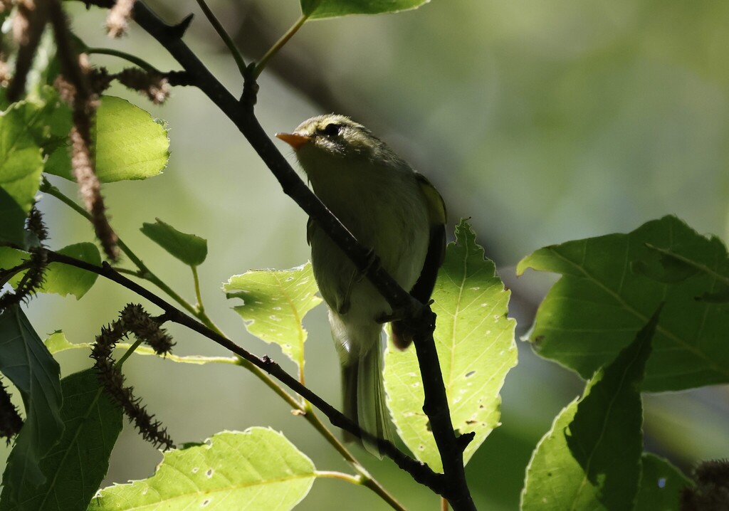 Blyth's Leaf Warbler from V362+WP7 Mon Sone Viewpoint, Tambon Mae Sun, Amphoe Fang, Chang Wat ...
