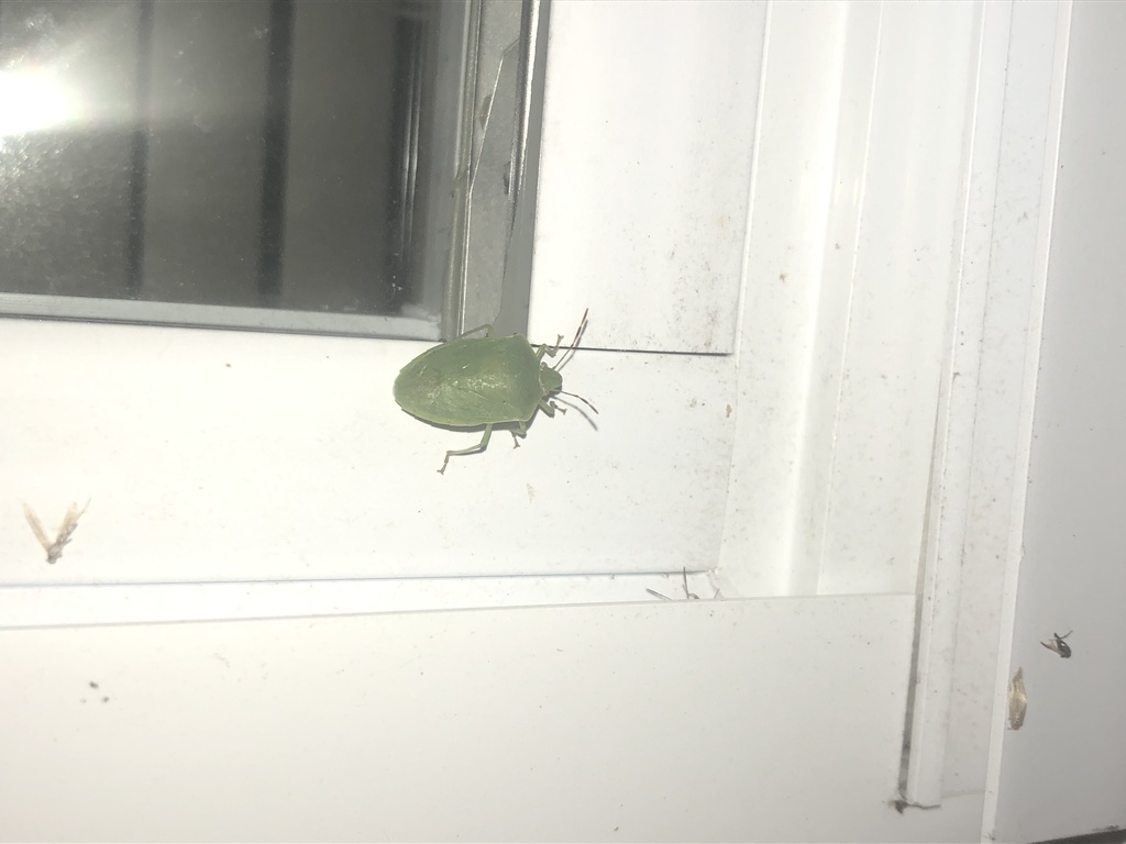 Southern Green Stink Bug in June 2019 by theyeti · iNaturalist