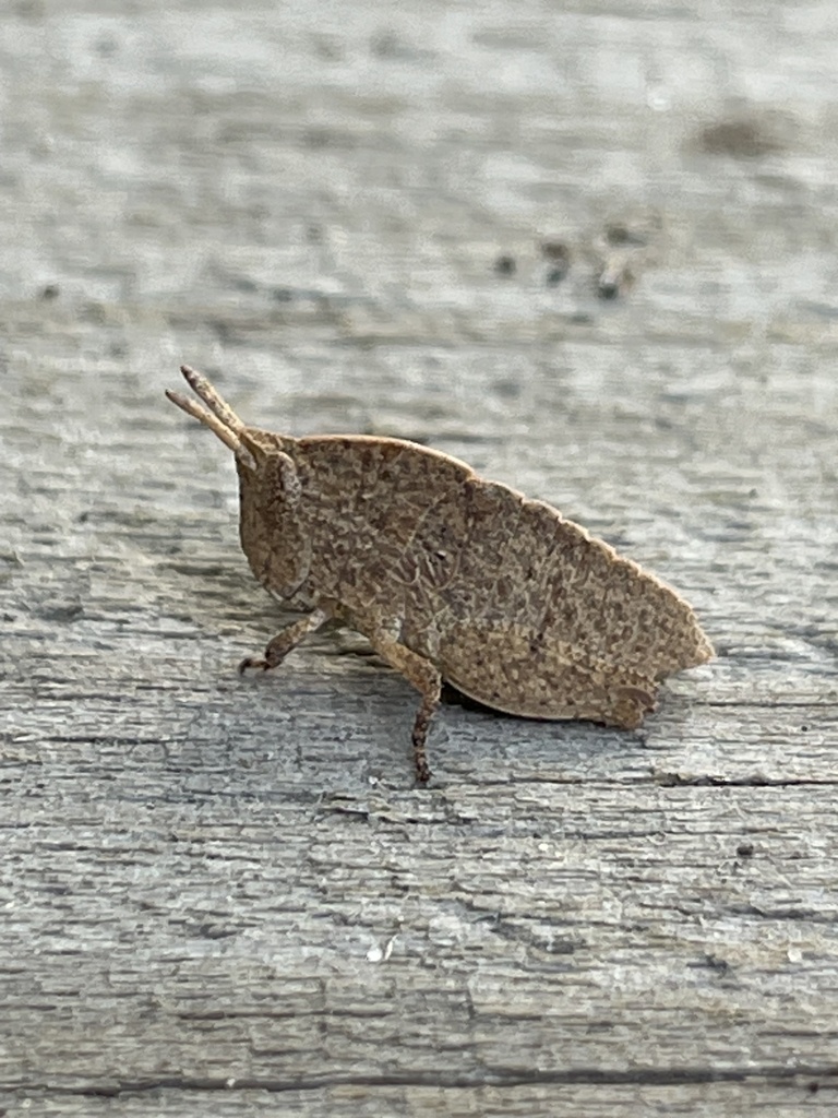 Common Gumleaf Grasshopper from Upper Sweetwater Creek Reserve ...