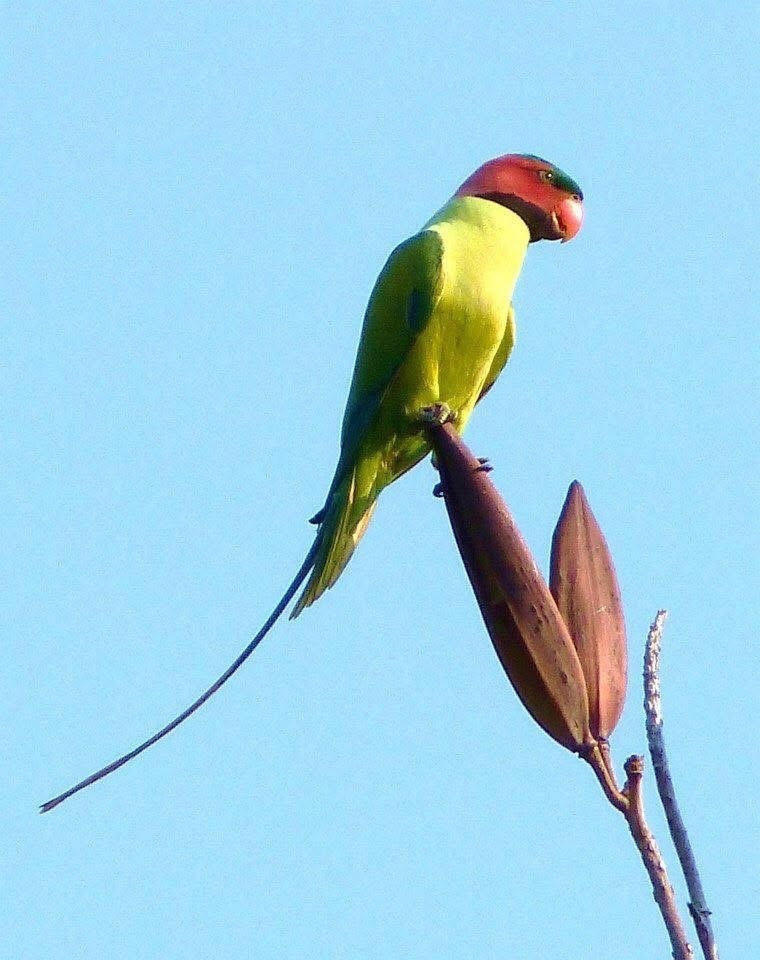Long-tailed Parakeet in March 2018 by Lena Chow · iNaturalist