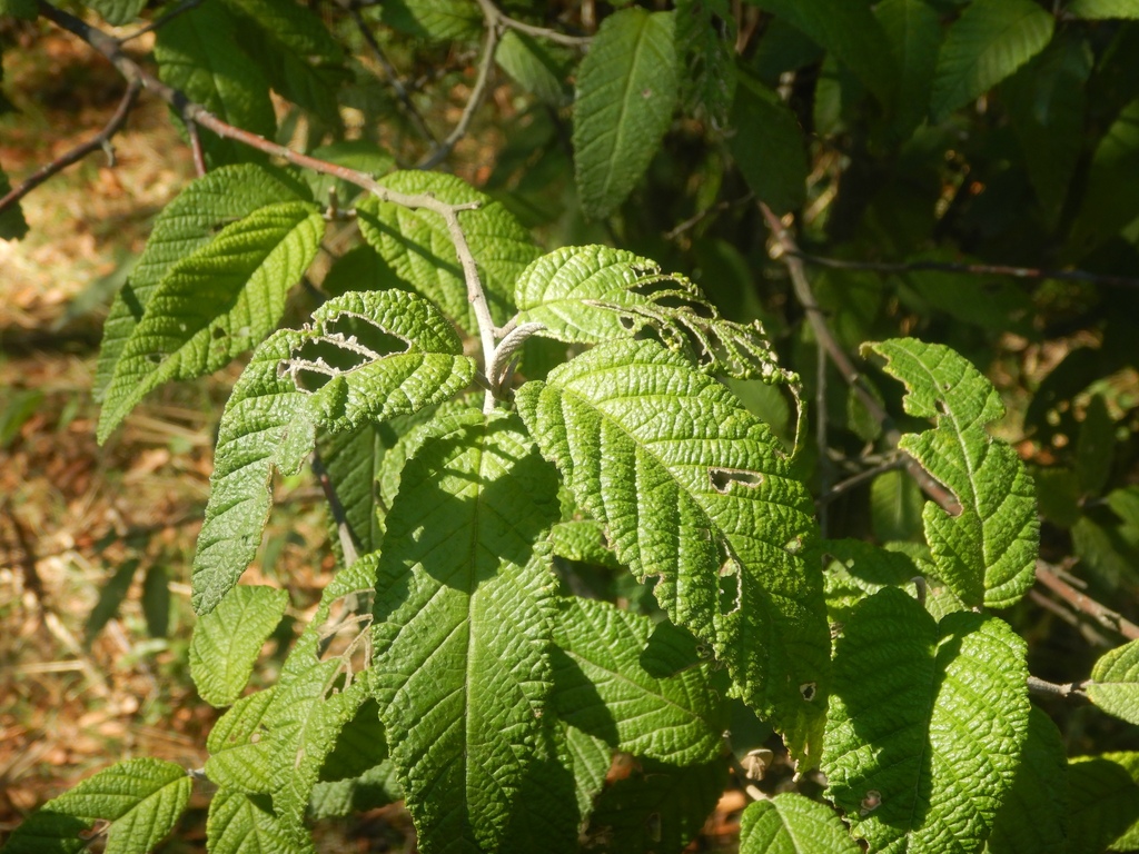 Hazel Pomaderris from Cathedral Range State Park, Taggerty, VIC, AU on ...
