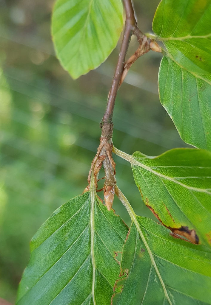 European beech from Somerset, UK on July 28, 2024 at 02:59 PM by Tomáš ...