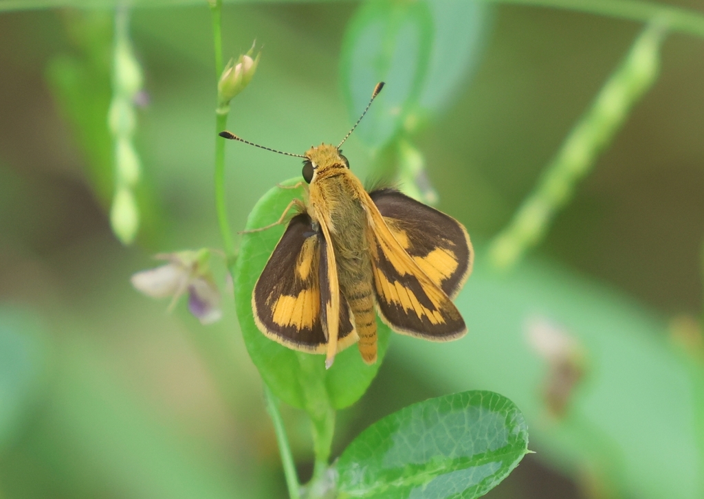 Orange Grass-dart from Robin Falls NT 0822, Australia on March 23, 2025 ...