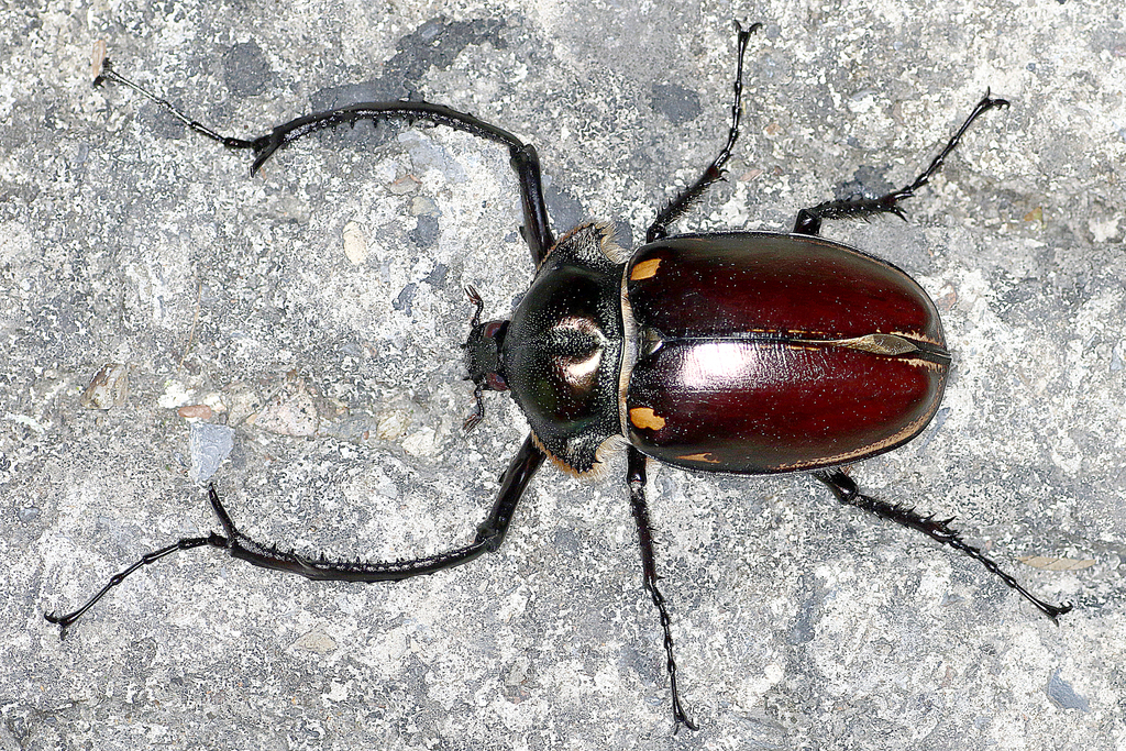 Cheirotonus jansoni from Thành Công, Leuchtabend Hanna on July 8, 2019 ...
