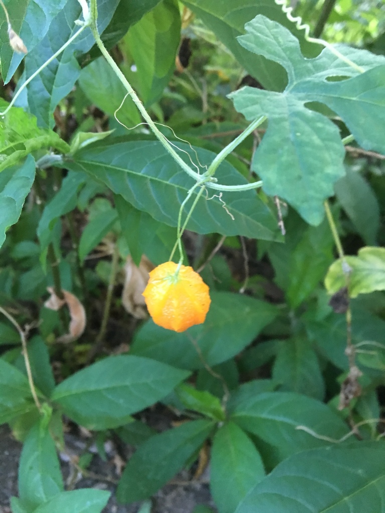 Bitter Melon from 1–100 Calle José M Padro, Sabana Grande, PR, US on ...