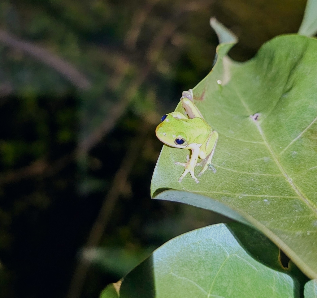 Green Treefrog from Scottish Hills, Cary, NC 27511, USA on March 22 ...