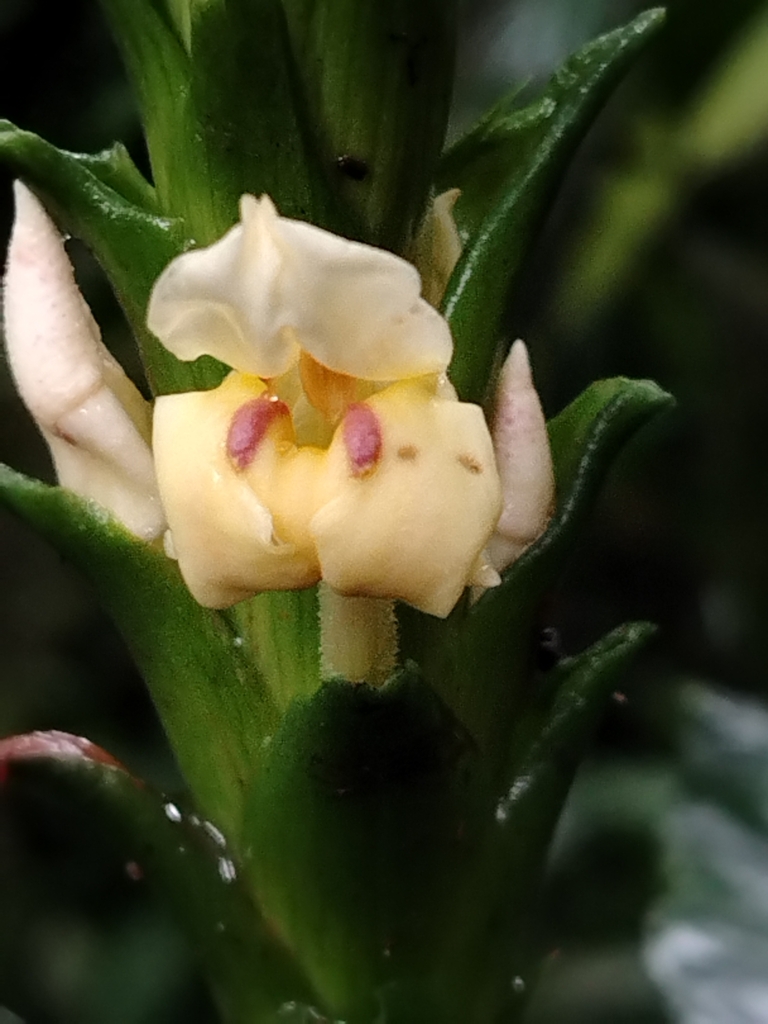 flowering plants from Archidona, EC-NA, EC on March 23, 2025 at 09:15 ...