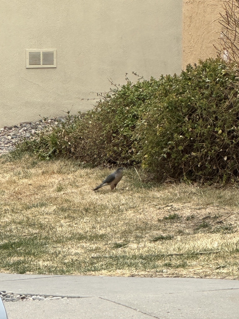 Cooper's Hawk from Rodeo Rd, Santa Fe, NM, US on March 23, 2025 at 10: ...
