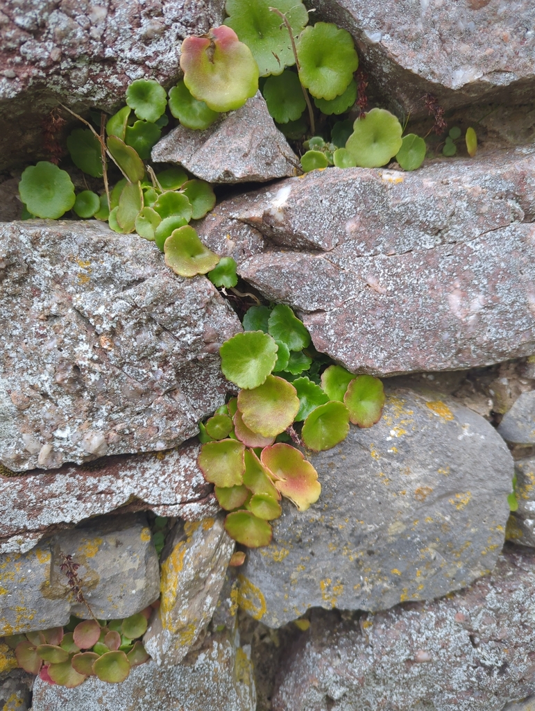 Wall Pennywort from UK, Southgate, Swansea SA3 2EN, UK on March 23 ...