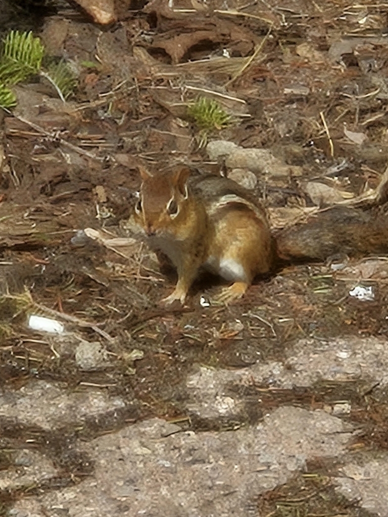 Eastern Chipmunk from Port Elgin, ON N0H 2C4, Canada on March 23, 2025 ...