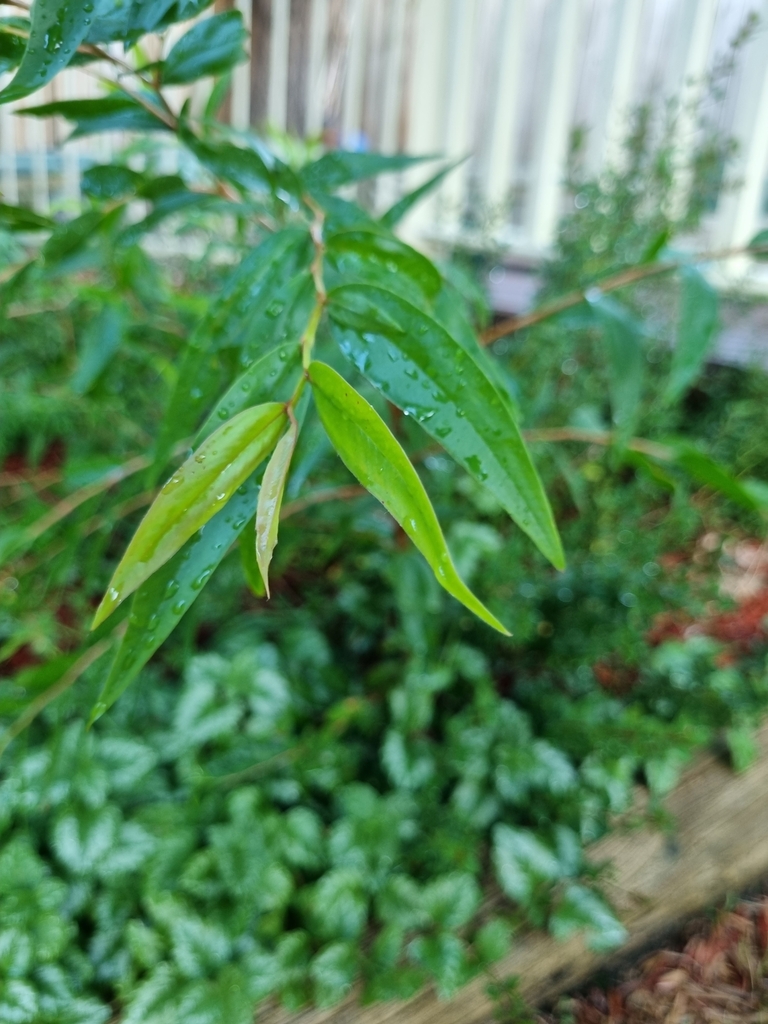 Western Australian Peppermint from Waverley Gardens VIC 3170, Australia ...