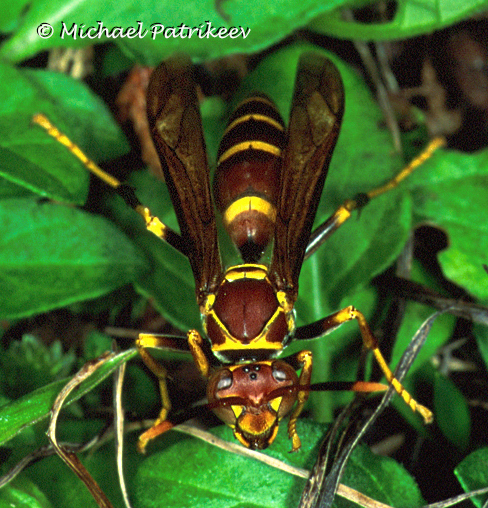 Unstable Paper Wasp from Jalpan de Serra, Qro., Mexico on November 11 ...