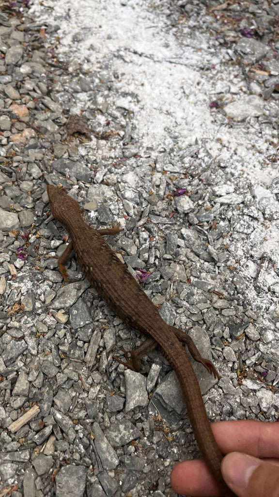 Texas Alligator Lizard from Carretera a Meseta, San Pedro Garza García ...