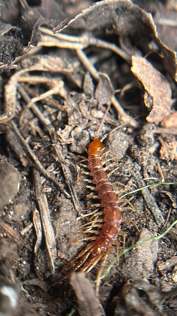 Typical Stone Centipedes from Vereda Mina San Francisco, Monterrey, N.L ...