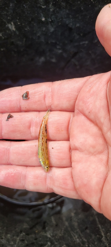 Alabama Darter from Sprott, AL 36756, USA on March 23, 2025 at 03:25 PM ...