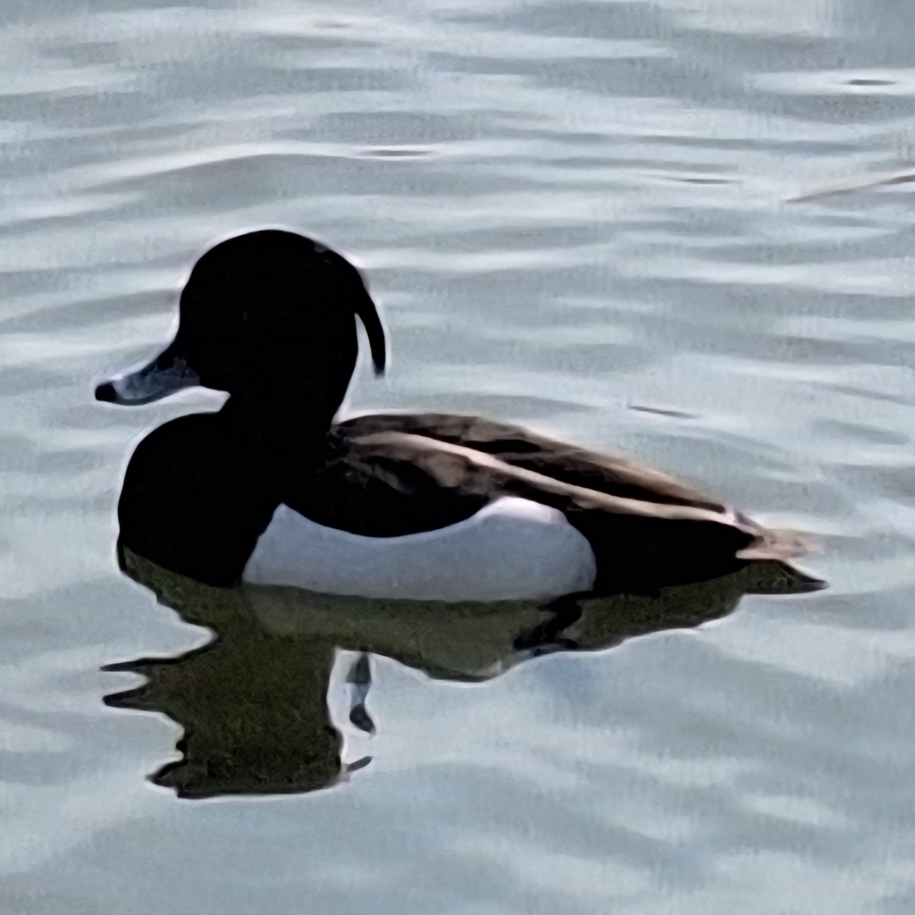 Tufted Duck from Ruddington, Nottingham NG11 6JS, UK on March 9, 2025 ...