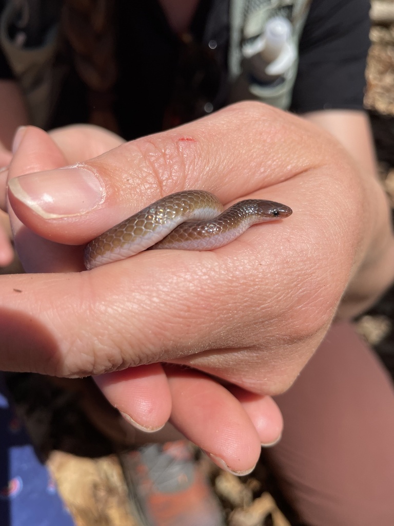 Common Wormsnake from State Botanical Garden of Georgia, Athens, GA, US ...