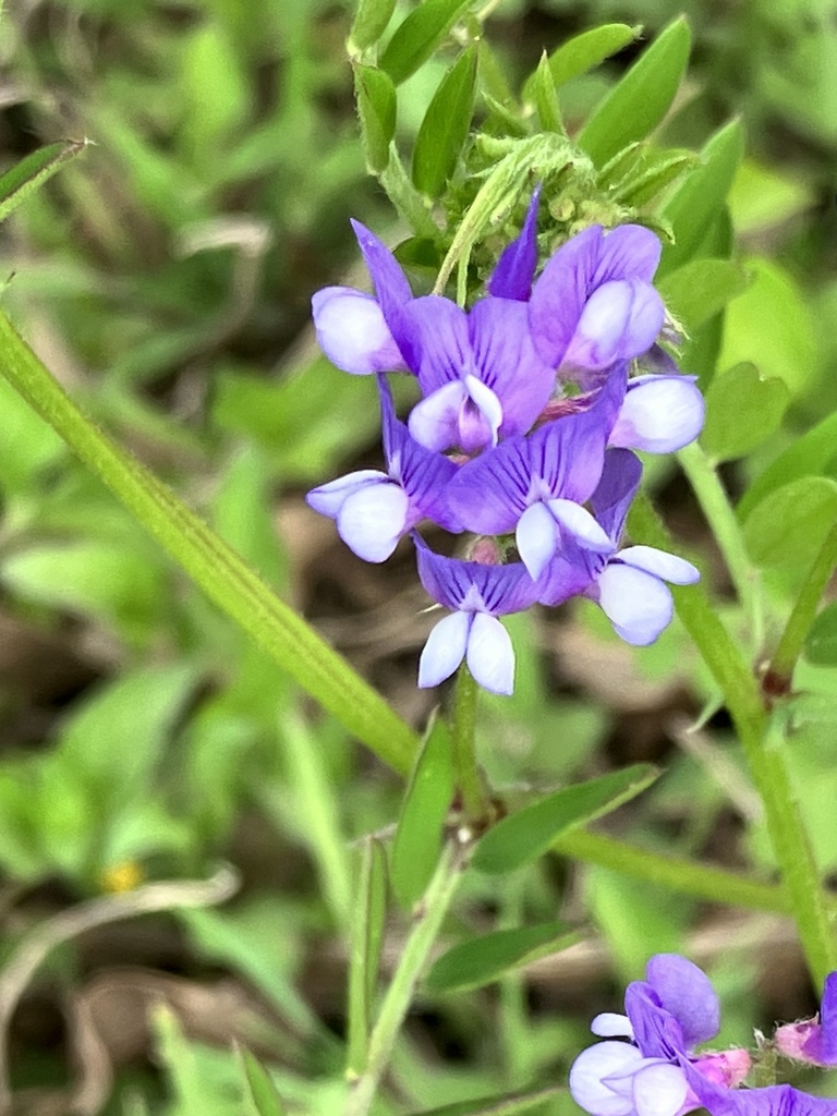 slender vetch from College Station, TX, US on March 23, 2025 at 04:30 ...