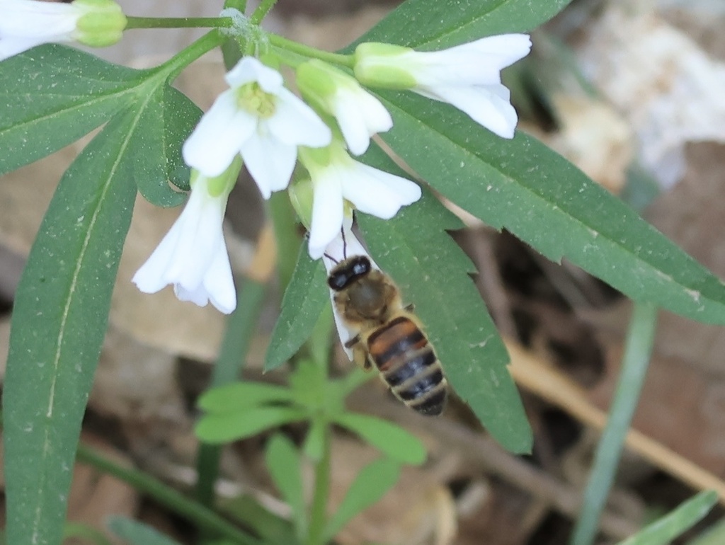 Western Honey Bee from Overton Park, Memphis, TN, US on March 23, 2025 ...