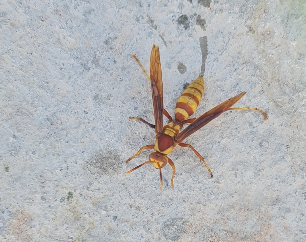 Typical Paper Wasps from 43370 Hgo., México on March 23, 2025 at 01:26 ...