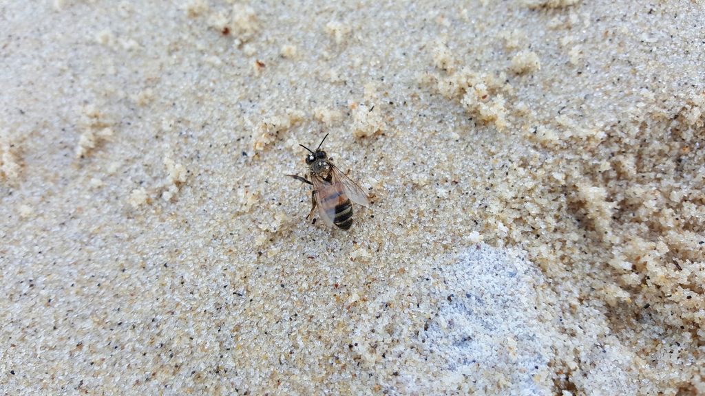Western Honey Bee from Sydney - Inner, AU-NS, AU on September 5, 2016 ...