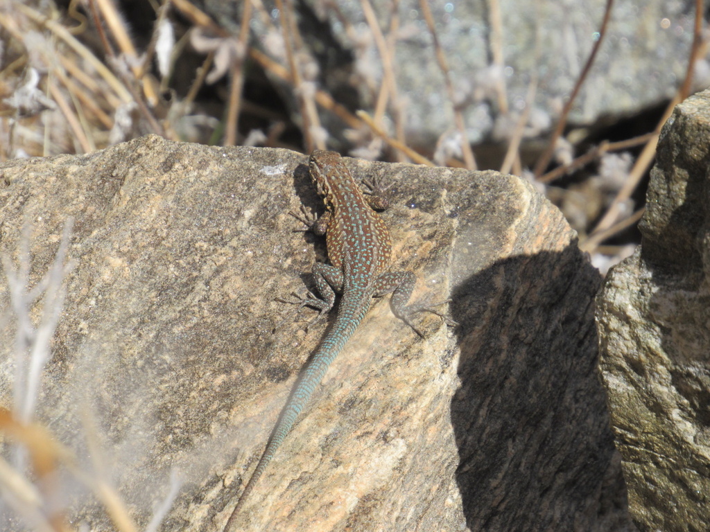 Western Side-blotched Lizard from Joshua Tree National Park, Desert ...