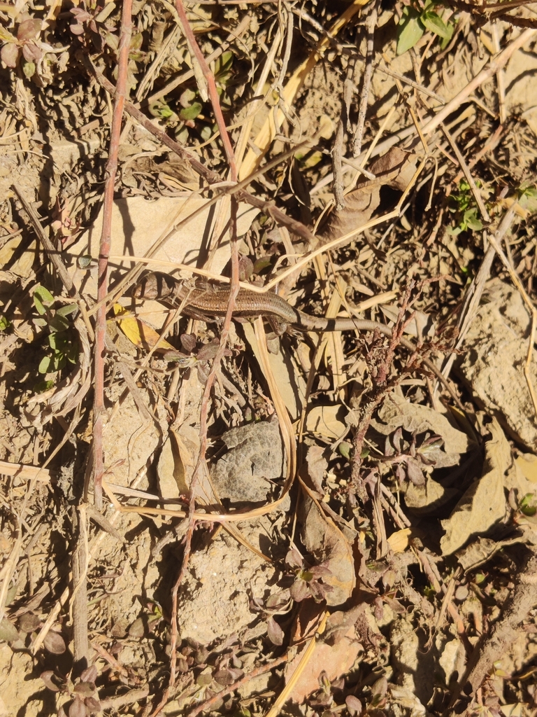 Himalaya Ground Skink from Shimla, IN-HP, IN on March 24, 2025 at 09:02 ...