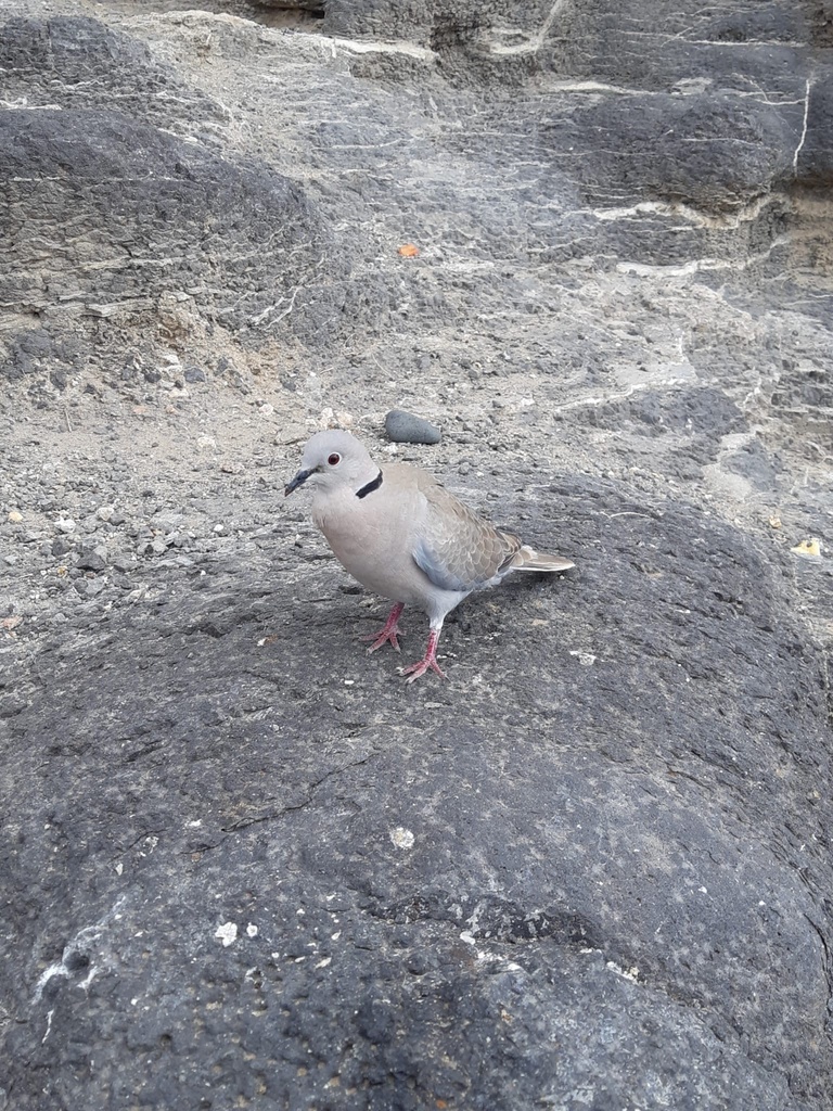 African Collared-Dove from Sotavento Beach, Pájara, Las Palmas, ES on ...