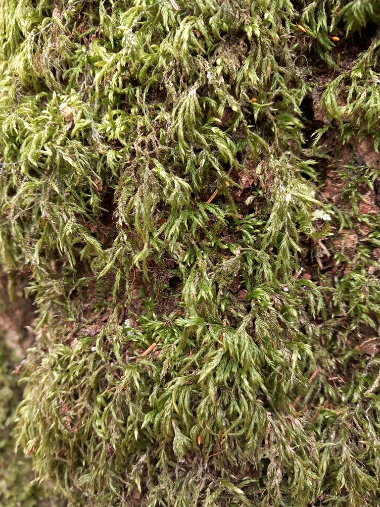 Larger Mouse-tail Moss from Kruklanki, Polska on March 24, 2025 at 08: ...