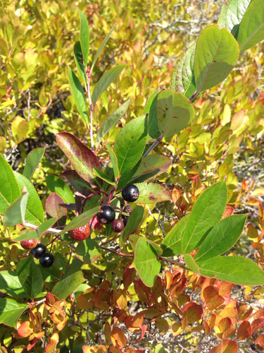 Purple Chokeberry (Aronia floribunda) · iNaturalist