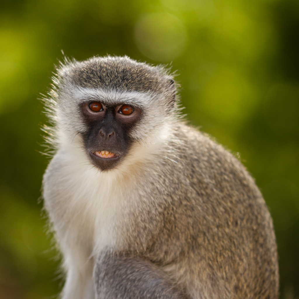 Southern Vervet Monkey from Kruger National Park, ZA-MP-EH, ZA-MP, ZA ...