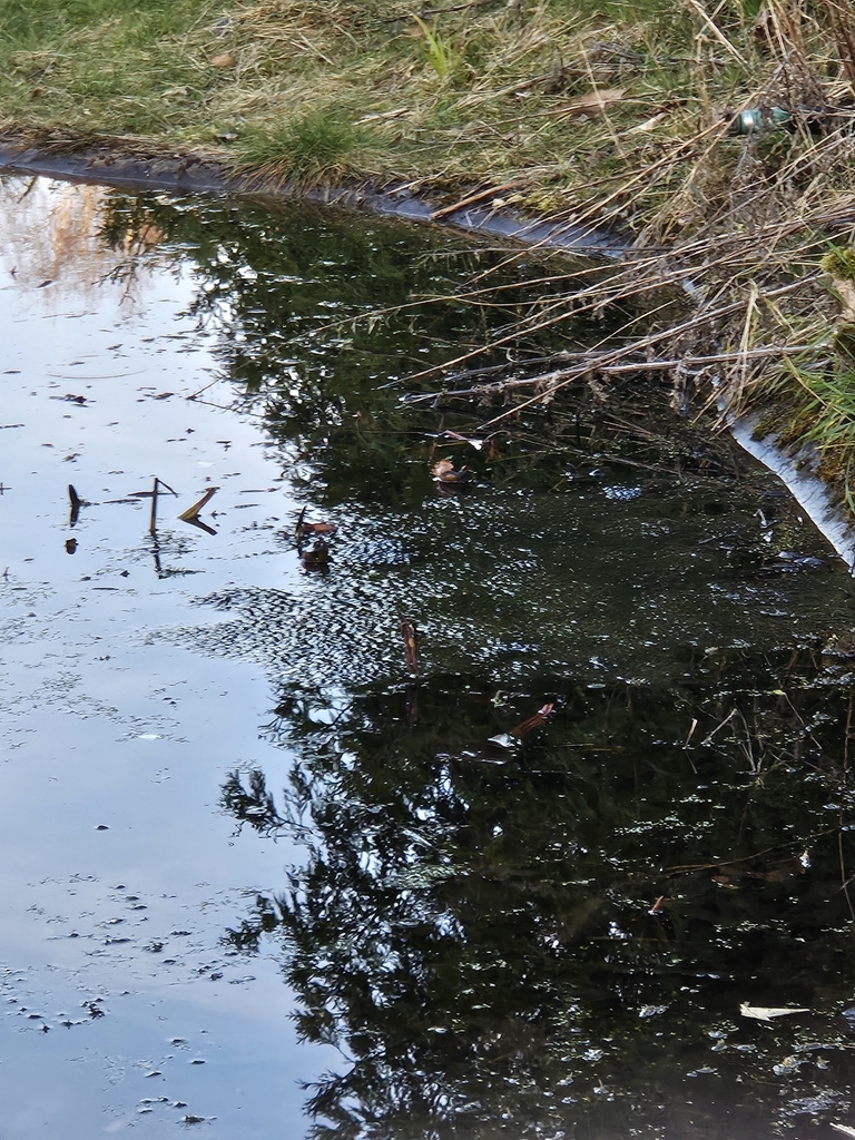 European Common Frog from York, England, GB on March 24, 2025 at 05:35 ...