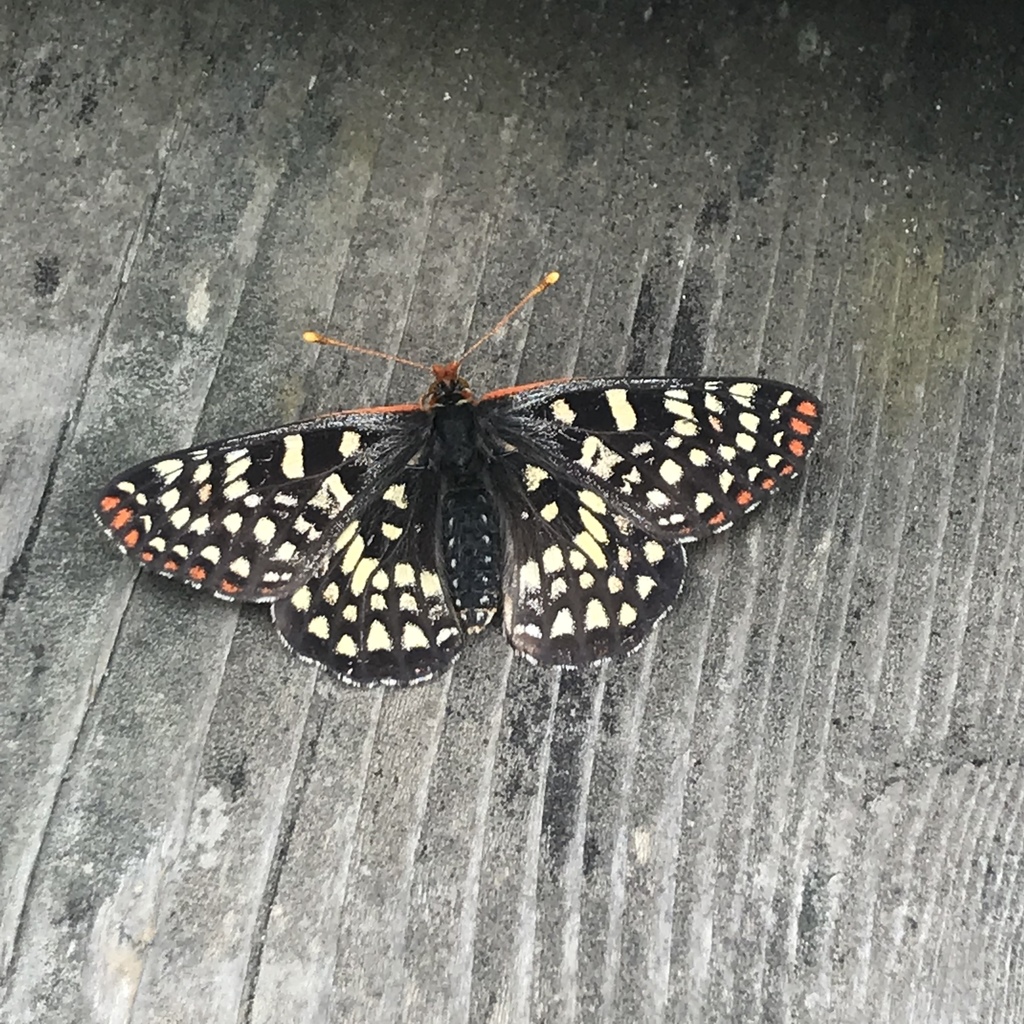 Variable Checkerspot from Presidio of San Francisco, San Francisco, CA ...