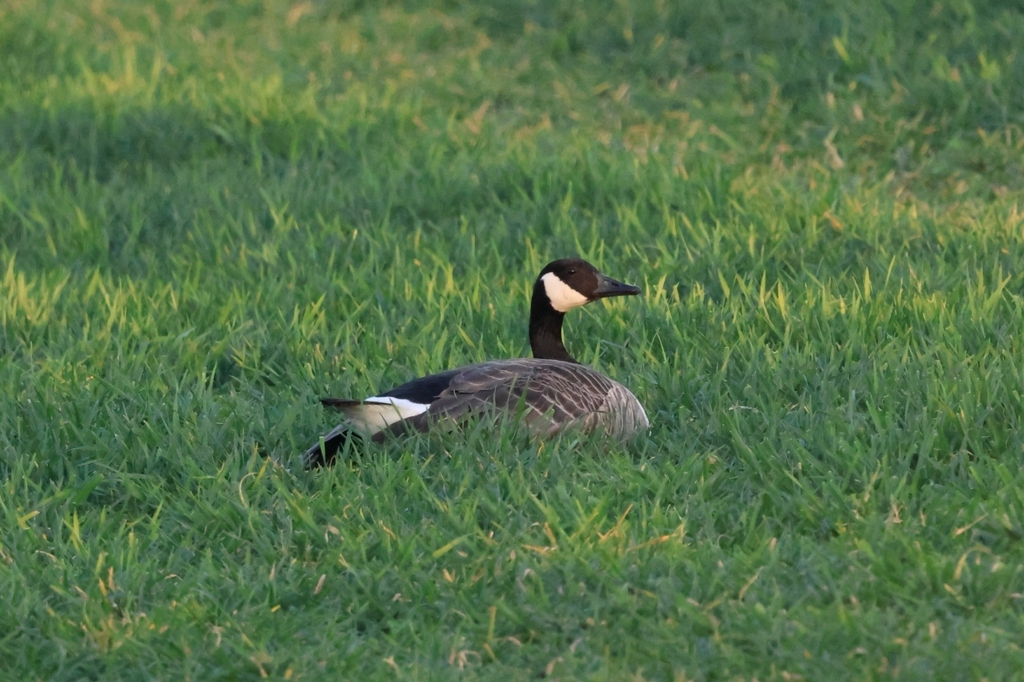 Canada Goose from Barwick in Elmet, Leeds LS15 4JJ, UK on March 24 ...