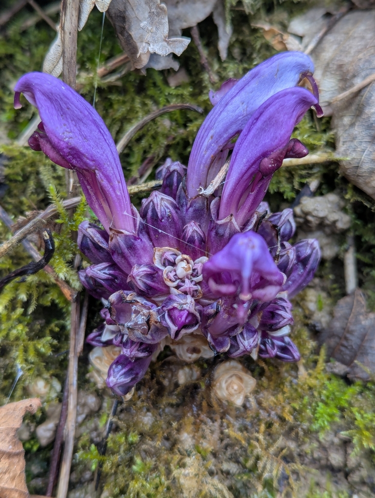 Purple Toothwort from Ardingly, UK on March 24, 2025 at 10:32 AM by Mr ...