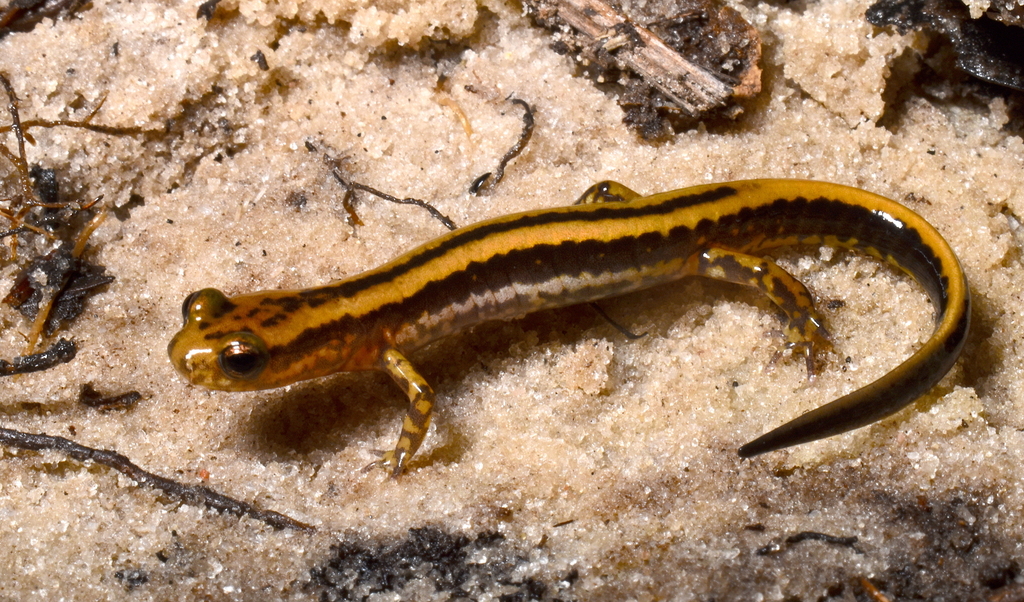 Three-lined Salamander in March 2025 by Ian Meloni · iNaturalist