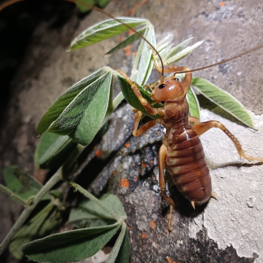 Sand Crickets from Mopani, ZA-NP, ZA on February 22, 2025 at 09:42 PM ...