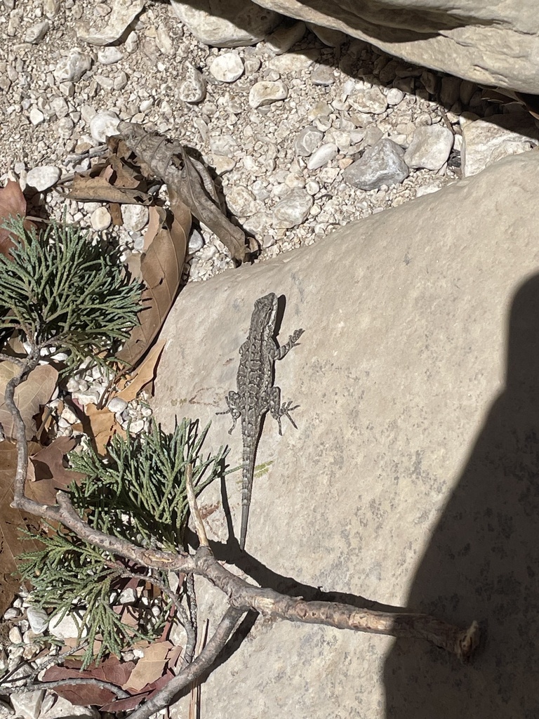Sceloporine Lizards from Dutch Branch Rd, Fort Worth, TX, US on March ...